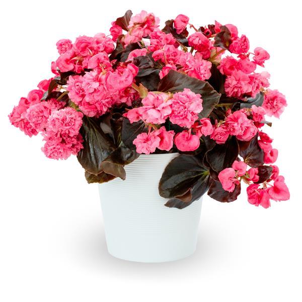 Birthday Bash Raspberry Sherbert Begonia