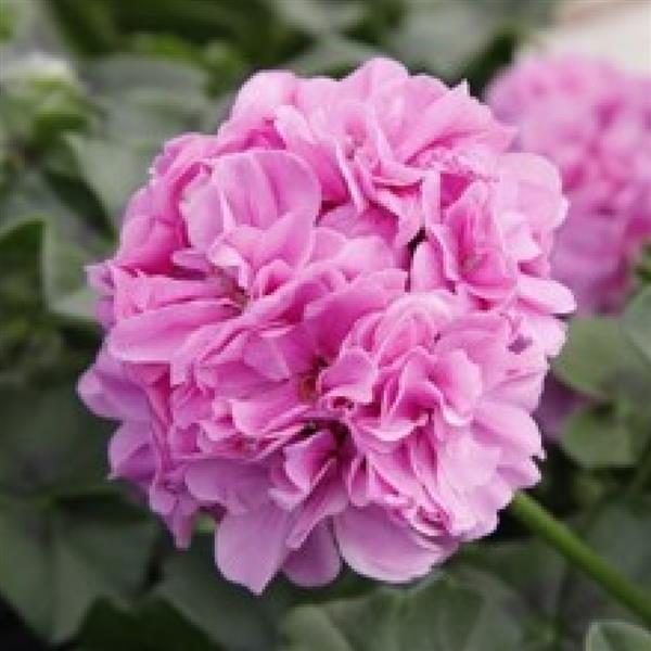 Great Balls of Fire Lilac Ivy Geranium