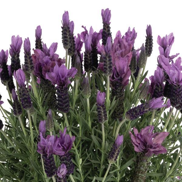 Lavender La Diva Berry Bountiful