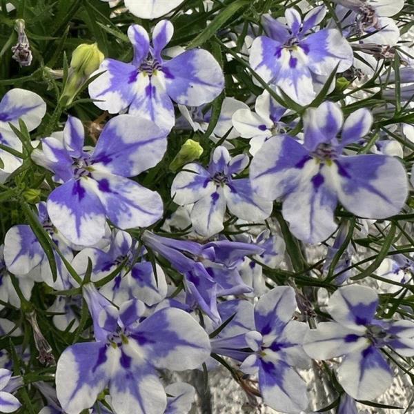 Stratus Blue Delft Lobelia