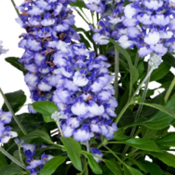 Icon Blue Bicolor Salvia