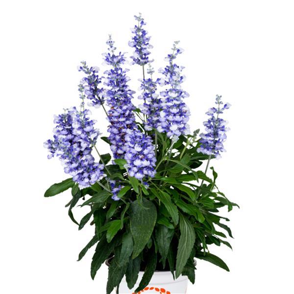 Icon Blue Bicolor Salvia