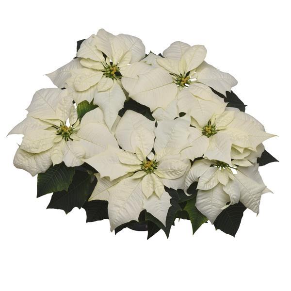 Alaska Poinsettia