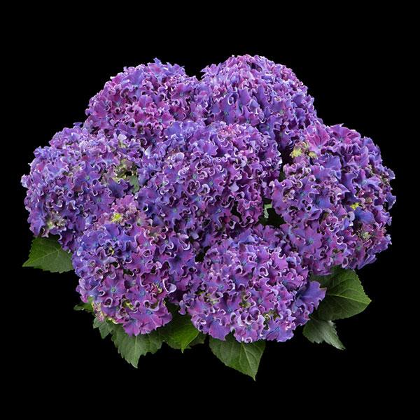 Curly Sparkle Blue Hydrangea macrophylla