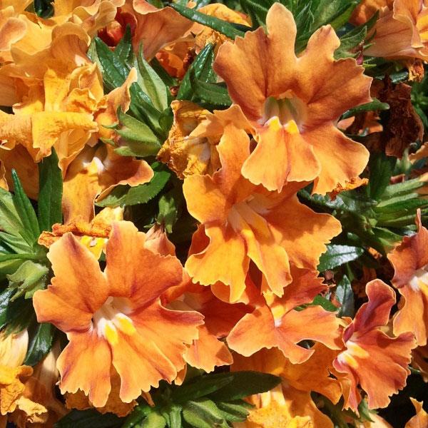 Mimulus Burst Orange Improved