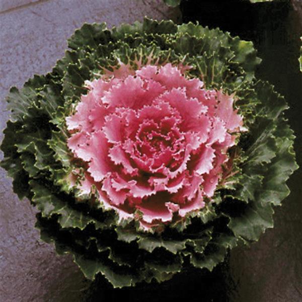 Songbird Pink Flowering Kale