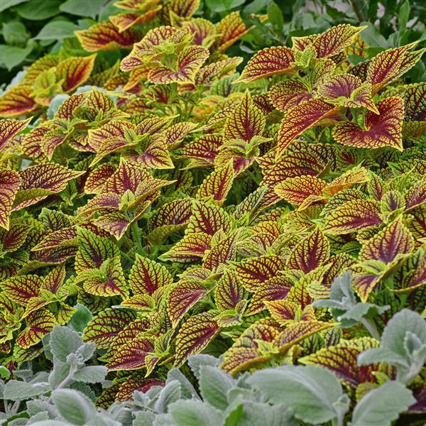 Coleosaurus Coleus