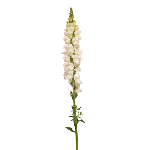 Monaco Ivory White Snapdragon