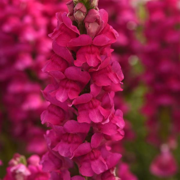 Monaco Purple Snapdragon