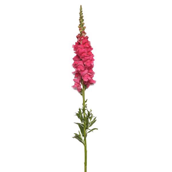 Monaco Dark Pink Snapdragon