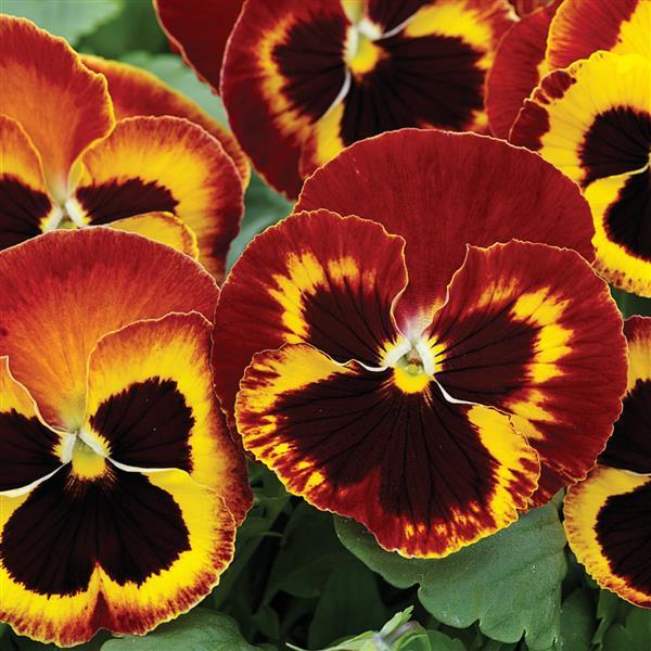 Mammoth On Fire Pansy