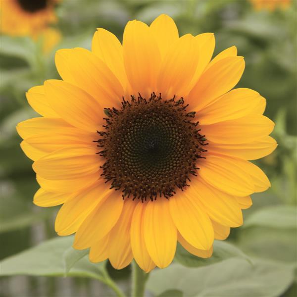 Sunrich Provence Summer Sunflower