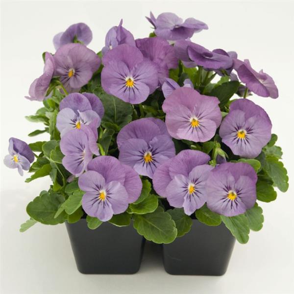 Admire Pink Viola