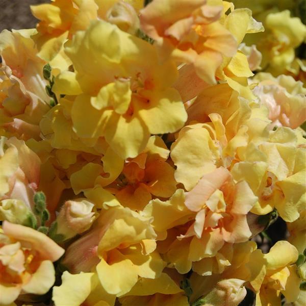 Twinny Yellow Shades Snapdragon
