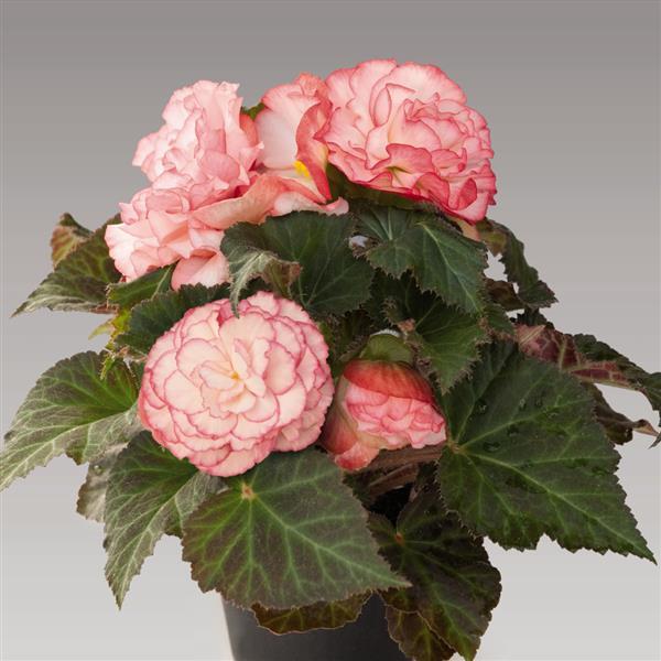 Nonstop Rose Petticoat Tuberous Begonia