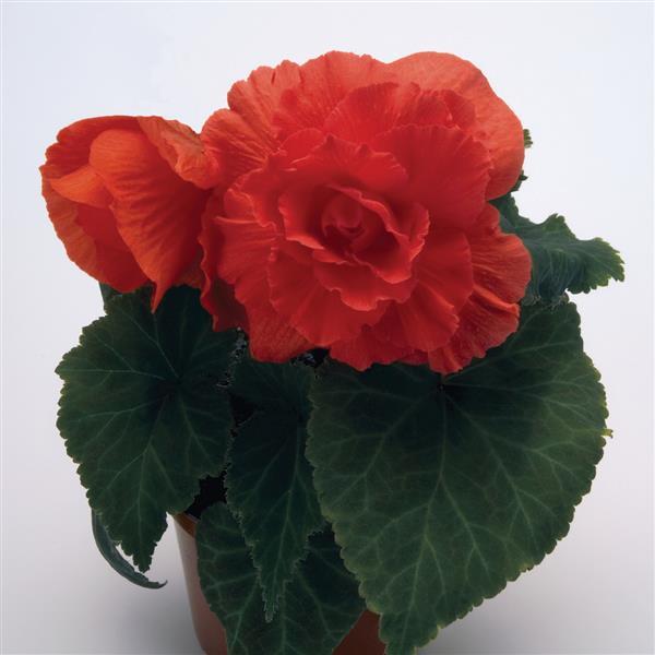 Nonstop Deep Salmon Tuberous Begonia