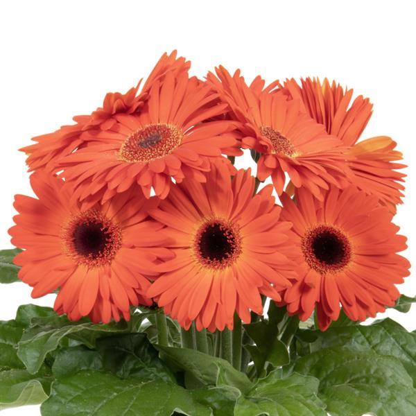 Joybera Dark Orange Dark Eye Gerbera