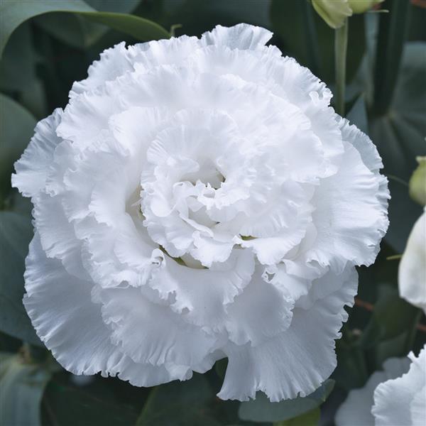 Corelli Sugoi 3 White Lisianthus