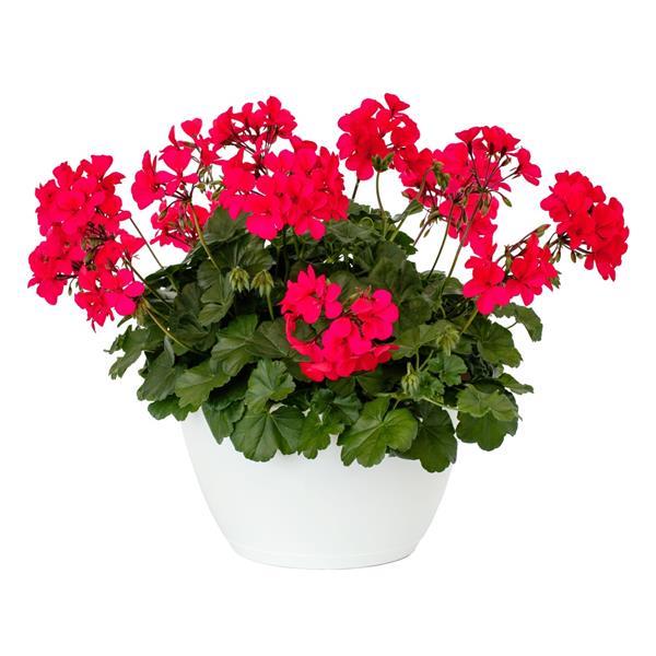 Caldera Hot Pink Interspecific Geranium