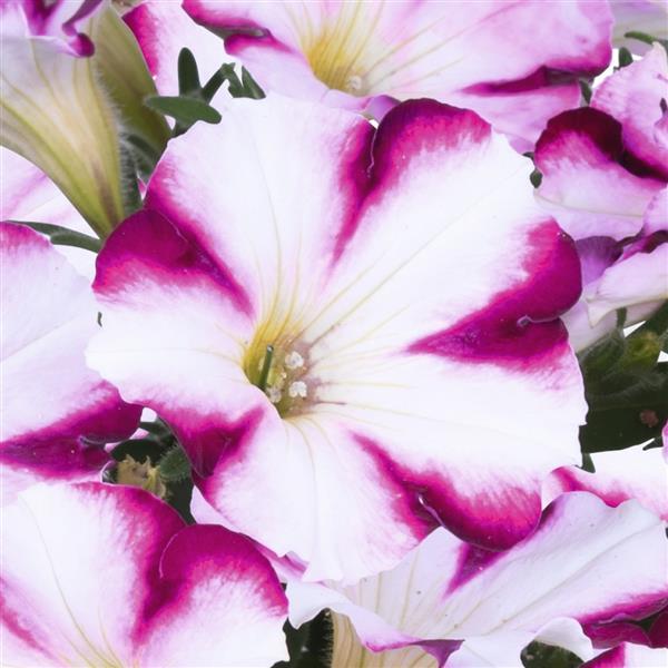 Sweetunia Purple Star Petunia