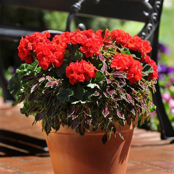 Presto™ Deep Scarlet Zonal Geranium