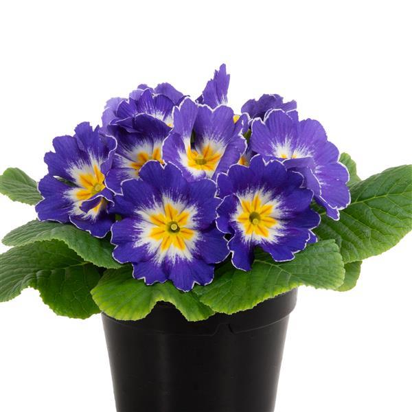 Paradiso Mid Blue Bicolor Primula Acaulis