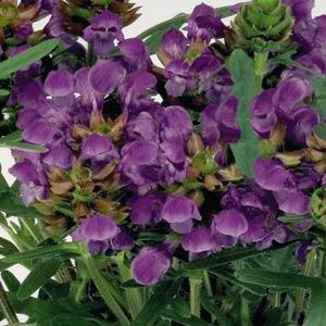 Prunella grandiflora Bella Blue