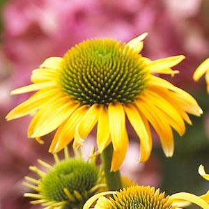 Echinacea Mistical Amber Mist