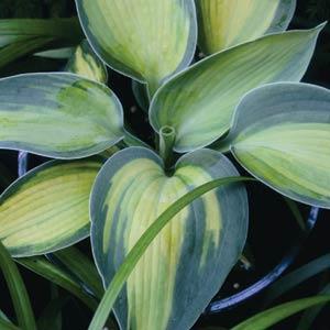 Hosta Heat Wave