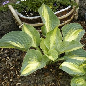 Hosta Chain Lightning
