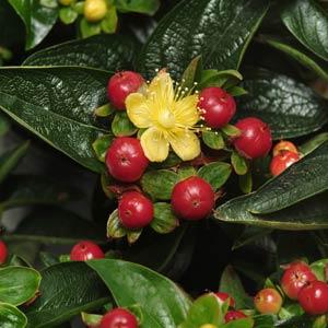 Hypericum Ignite Scarlet Red®