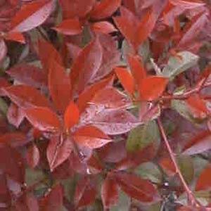 Photinia Fireball Red®