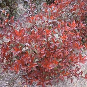 Photinia Fireball Red®