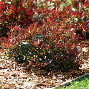 Photinia Fireball Red®