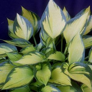 Hosta Orange Star