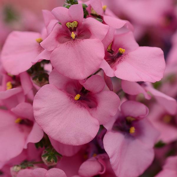 Juliet™ Pink Diascia