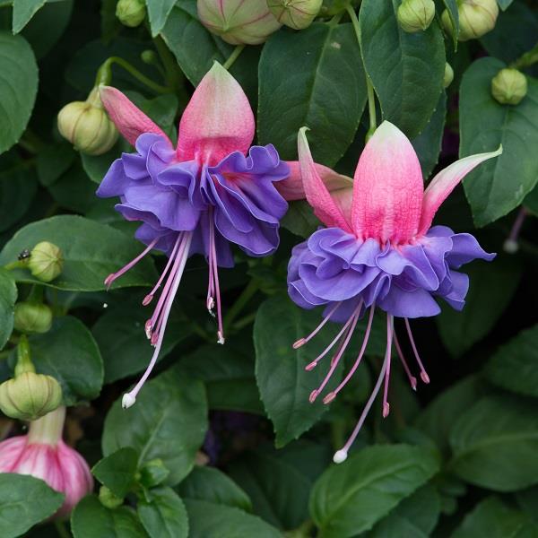 Southern Belles Cecile Fuchsia