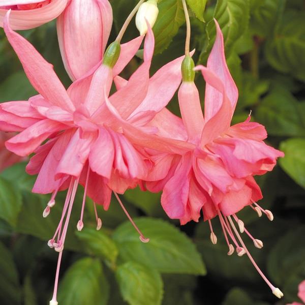 Southern Belles Marcus Graham Fuchsia