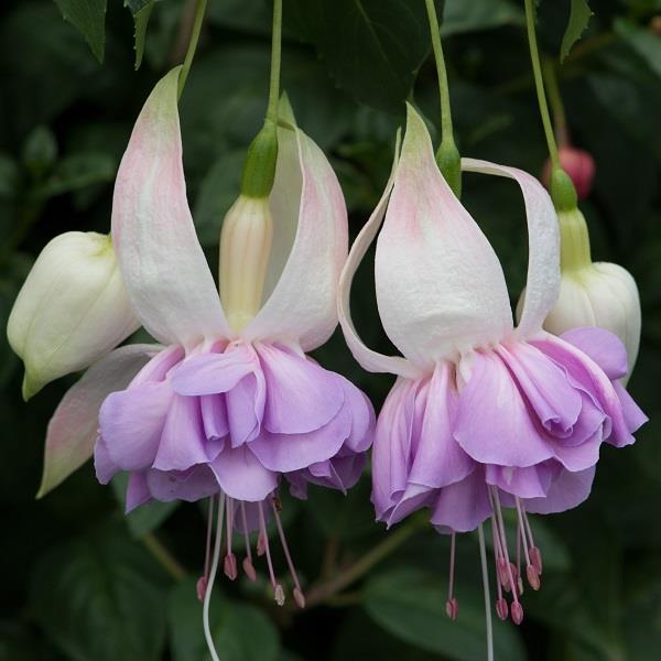 Southern Belles Wendys Beauty Fuchsia