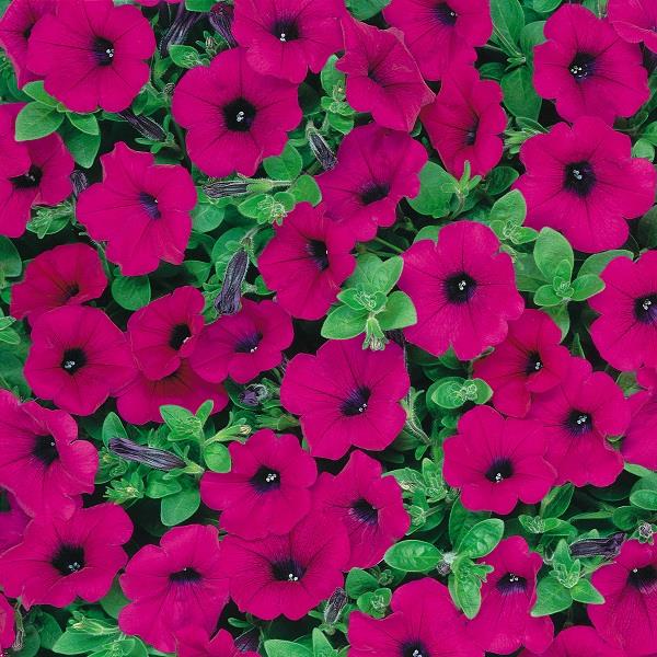 Surfinia Purple Mini Petunia Vegetative