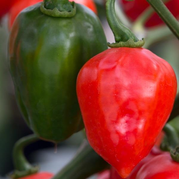 Hot Primero Red Pepper