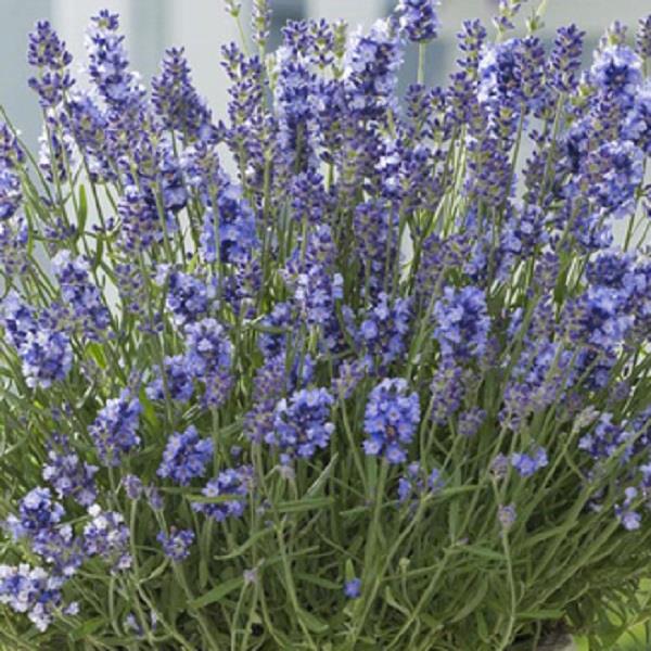 Angustifolia Essence Purple Lavandula