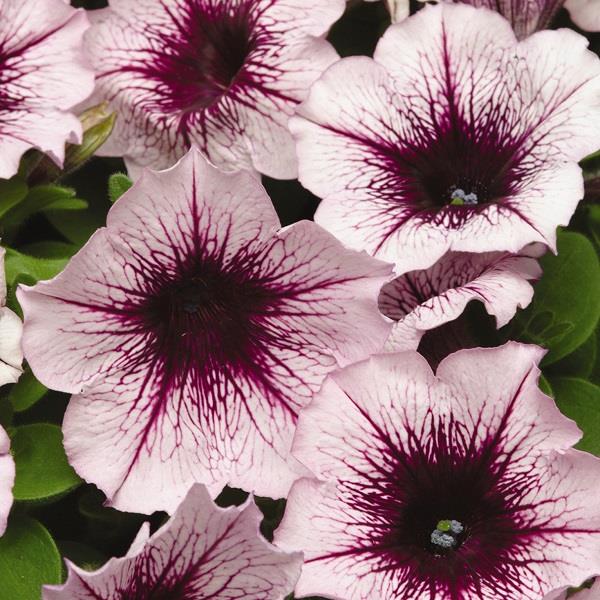 Frenzy Plum Bicolour Petunia