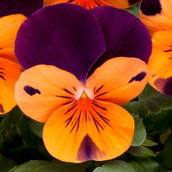 Sorbet XP Orange Jump Up Viola