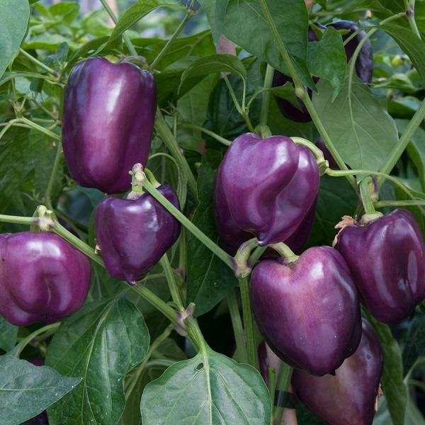 Sweet Tequila Pepper