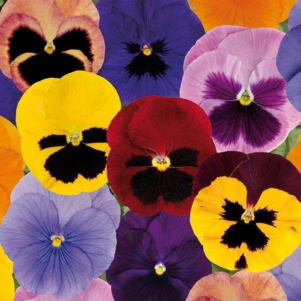 Pansy Matrix Mix Autumn Select