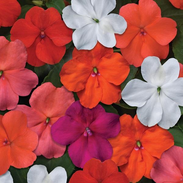 Beacon Mix Select Impatiens