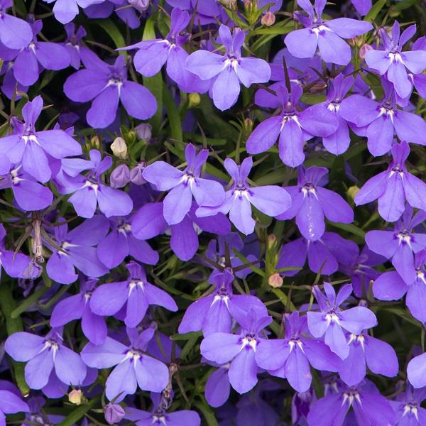 Infinity Blue Lobelia