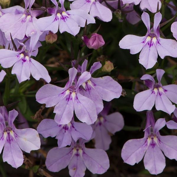Infinity Lavender Lobelia