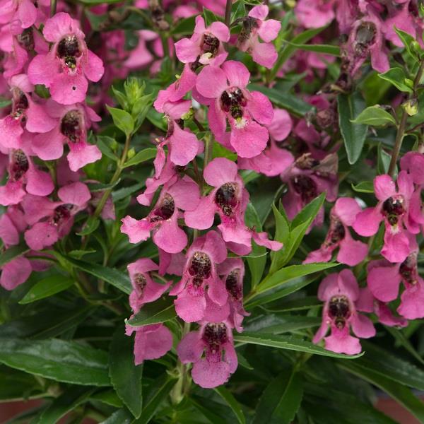 Serena Rose Angelonia
